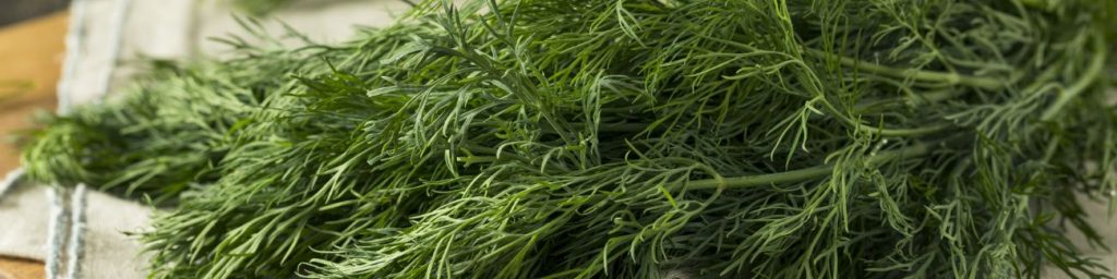 Dill Allergy Test | Allergy testing