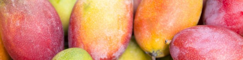Mango Allergy Test | Allergy testing